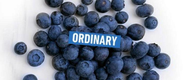 Merrill Blueberry Farms | Maine Wild Blueberries, Wholesale, USDA ...