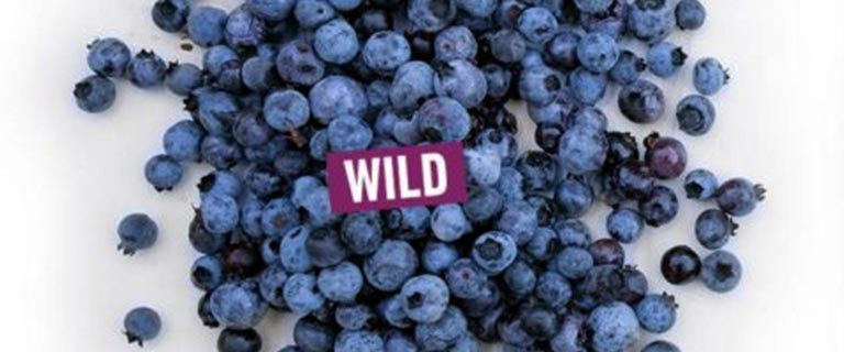 Merrill Blueberry Farms | Maine Wild Blueberries, Wholesale, USDA ...