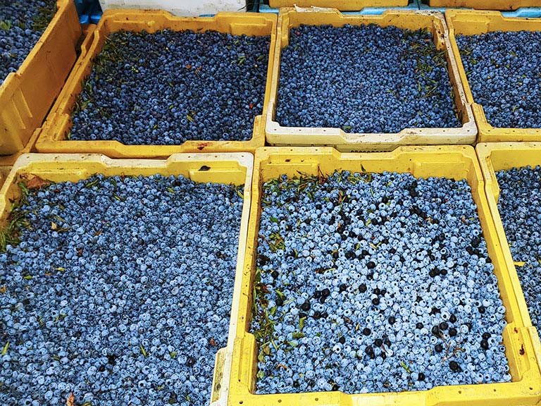 Merrill Blueberry Farms | Maine Wild Blueberries, Wholesale Blueberries ...