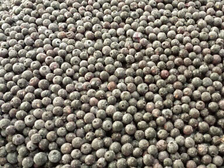Merrill Blueberry Farms | Maine Wild Blueberries, Wholesale Blueberries ...